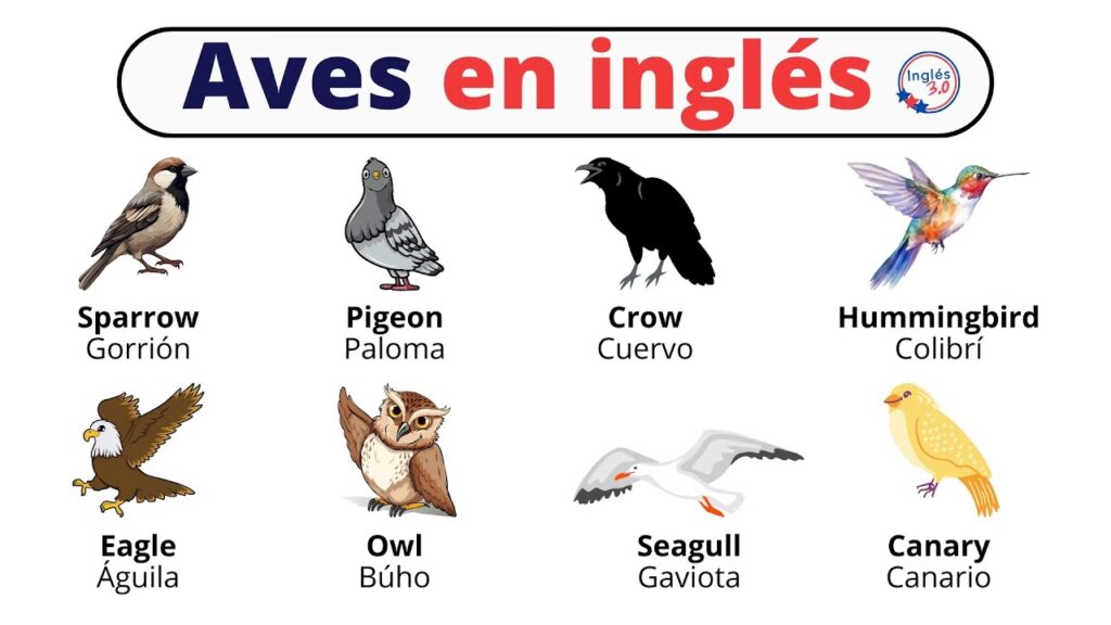 Aves en Inglés: Nombres y Características | CEI