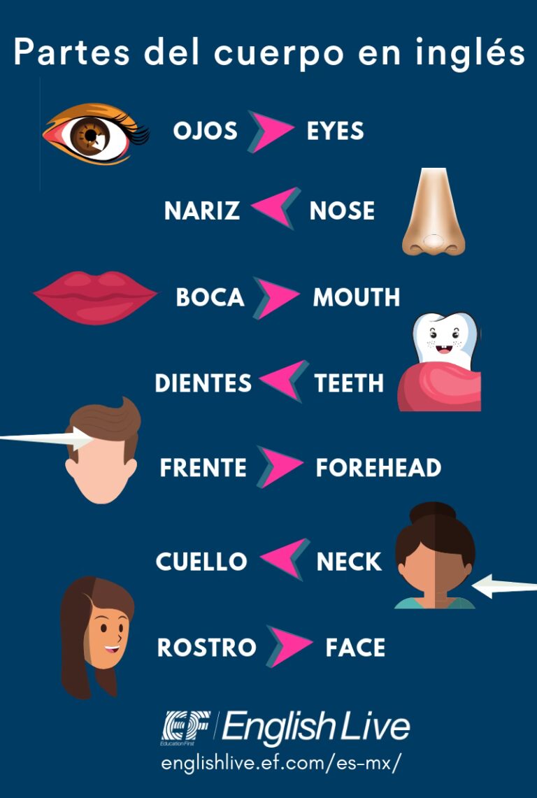 Partes del Cuerpo en Inglés y Pronunciación | CEI