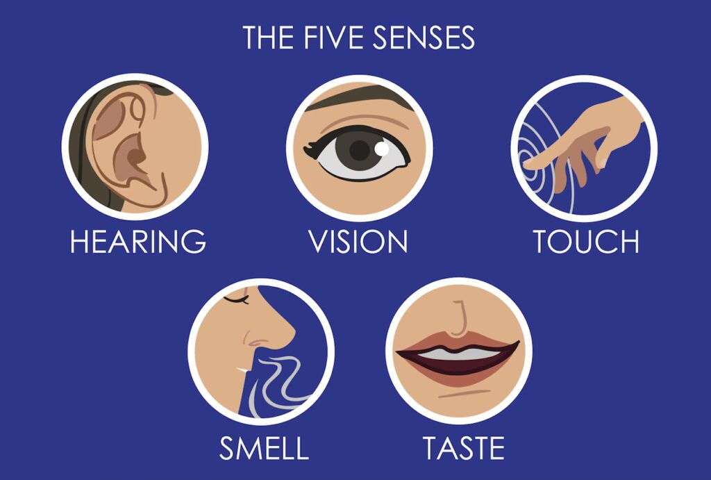 Aprende Inglés con los 5 Sentidos: Verbos Clave | CEI